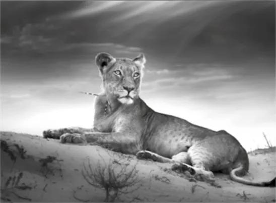 Obraz na skle Styler - Lioness 100x70 cm