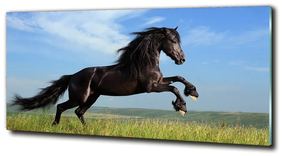 Wallmuralia Moderní skleněný obraz z fotografie Černý kůň na louce 125x50 cm
