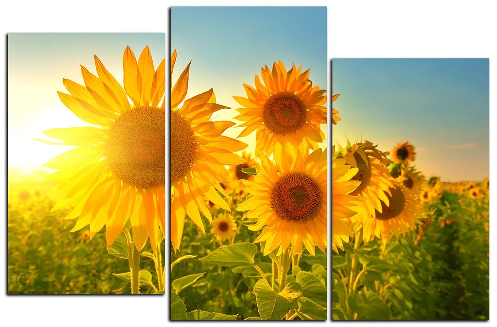 Obraz na plátně - Slunečnice v létě 1145D (135x90 cm)