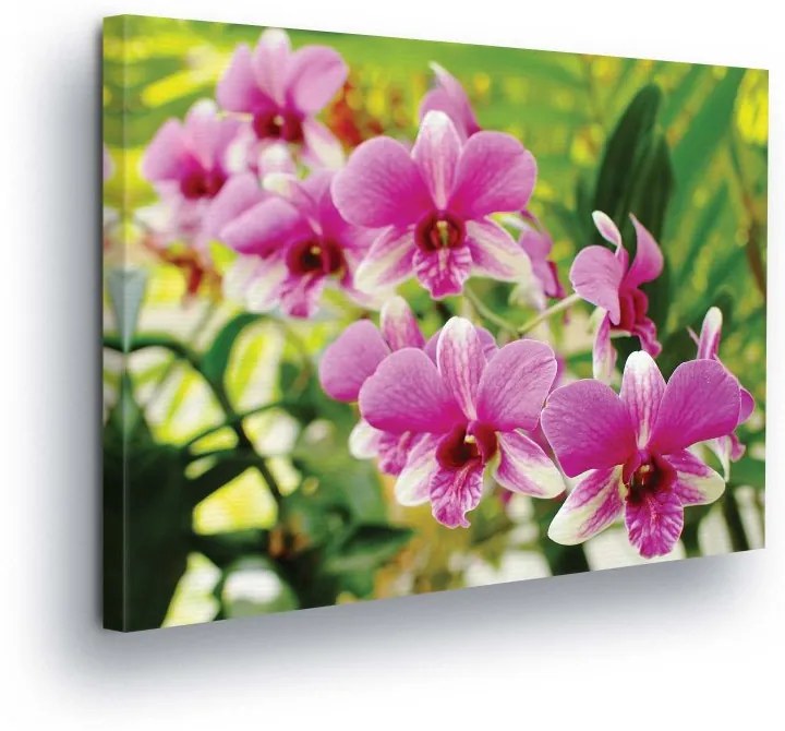 GLIX Obraz na plátně - Fuchsiové Květiny 80x60 cm