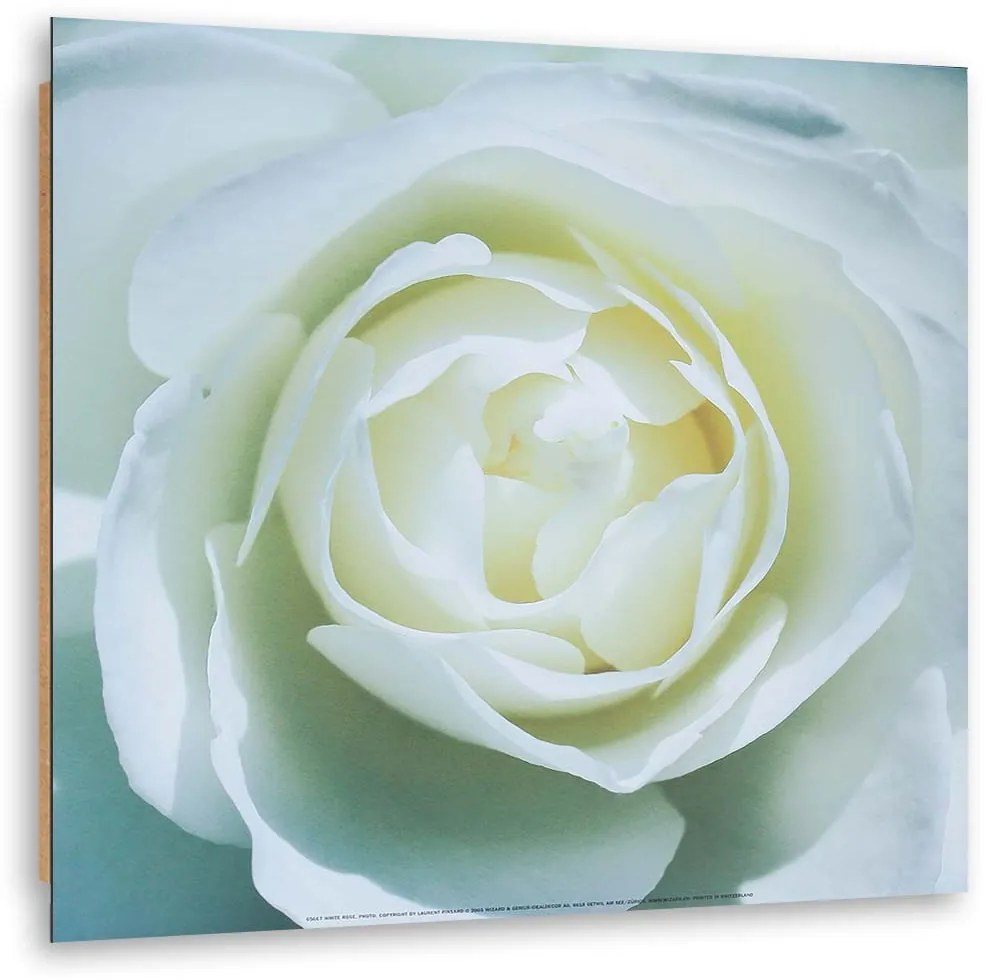 Gario Obraz Střed bílé růže Velikost: 50 x 50 cm, Provedení: Panelový obraz
