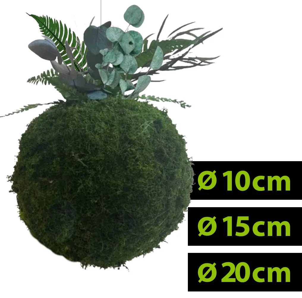 Závěsná kokedama ze stabilizovaného mechu a rostlin | tmavě zelená Průměr koule: 15 cm