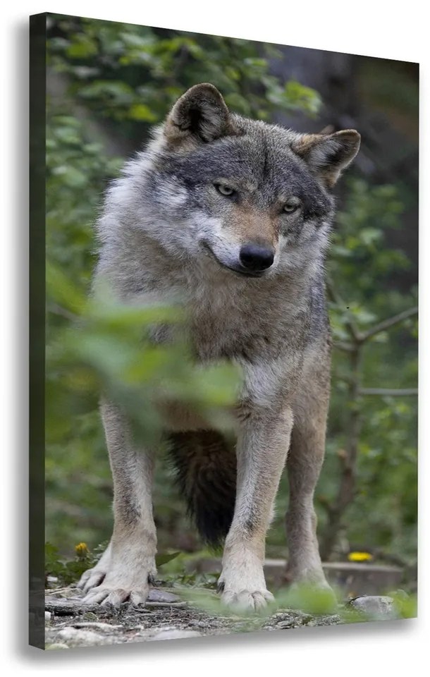 Wallmuralia Foto obraz canvas Vlk v lese 70x100 cm