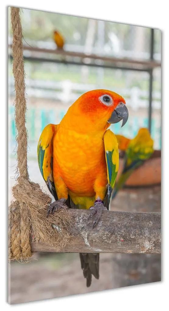Moderní fotoobraz canvas na rámu Papoušek