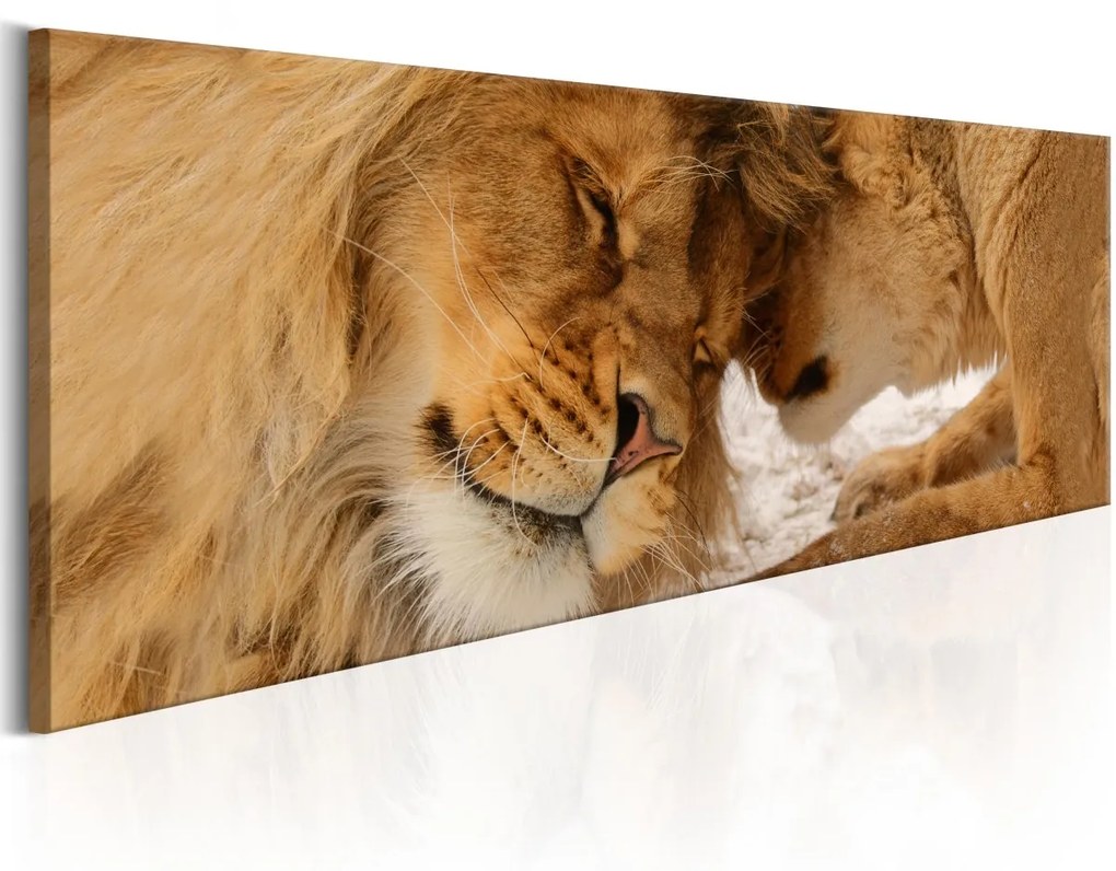 Obraz láska lvů + háčky a hřebíčky ZDARMA Velikost (šířka x výška): 135x45 cm