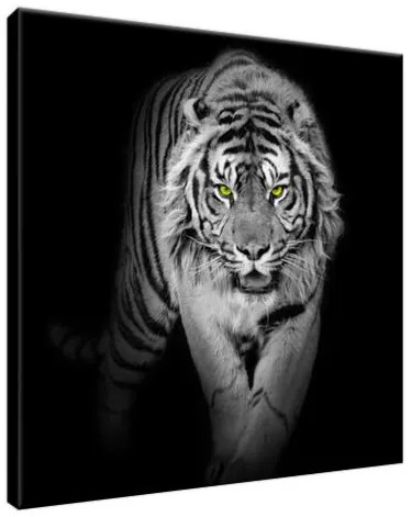 Tištěný obraz Nebezpečný tygr ve tmě 30x30cm 2359A_1AI