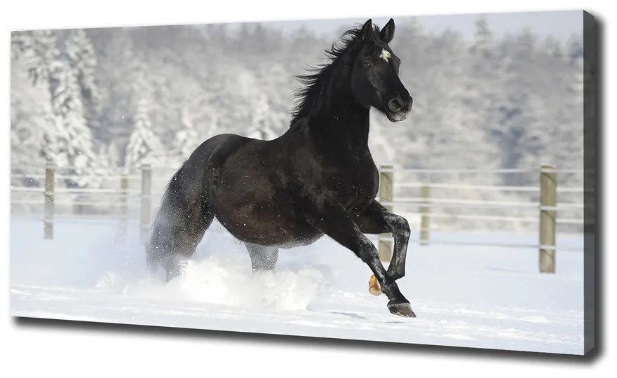 Wallmuralia Foto obraz canvas Kůň ve cvalu sníh 140x70 cm