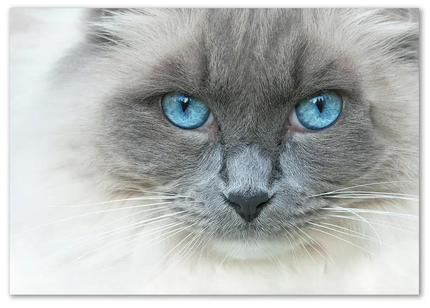 Wallmuralia Moderní skleněný obraz z fotografie Kočka modré oči 100x70 cm