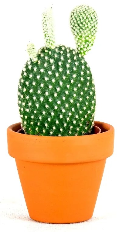 Opuntia, průměr 6 cm