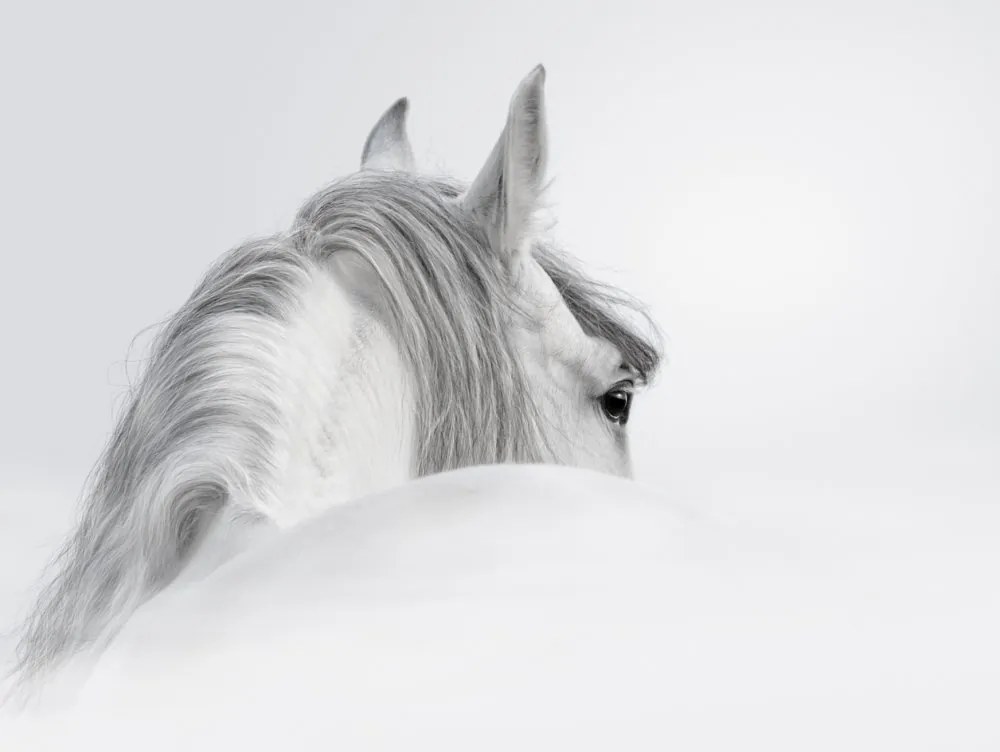 Vícedílný obraz Andaluský Kůň V Mlze Nedostatek Nedostatek Plátno Canvas 200x150