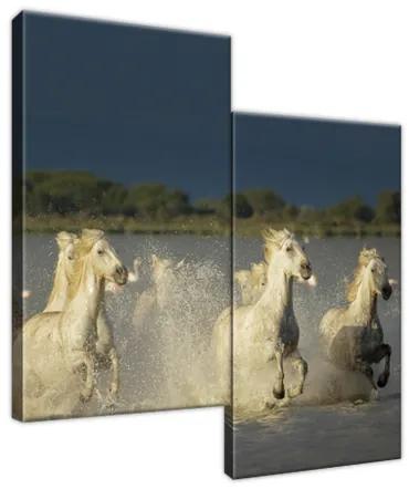Tištěný obraz Bílé divoké koně 60x60cm 2053A_2A