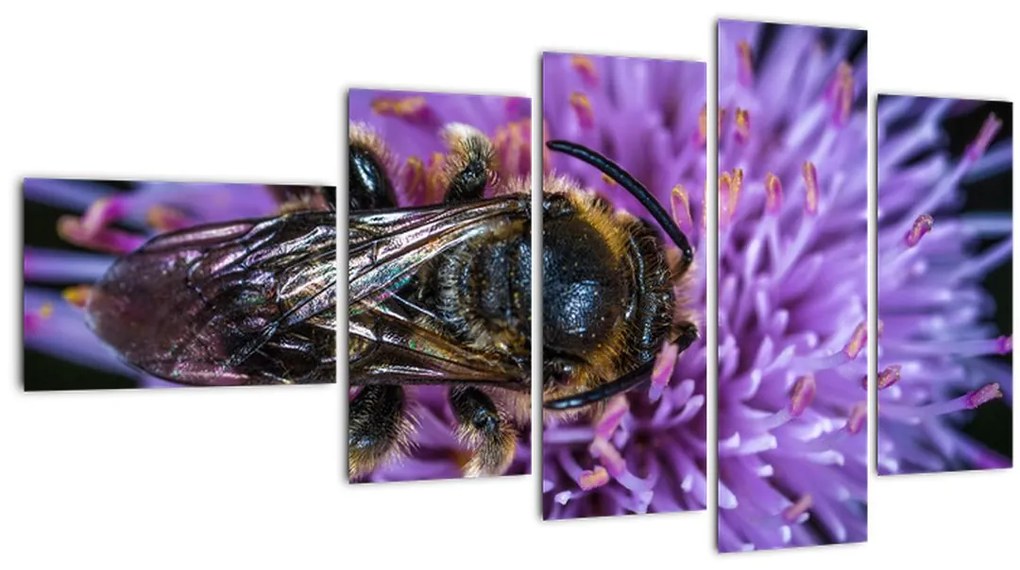 Obraz včely na květině (110x60 cm), 40 dalších rozměrů