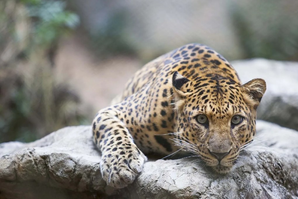 DIMEX | Vliesová fototapeta Leopard na skále MS-5-0606 | 375 x 250 cm| béžová, hnědá, šedá