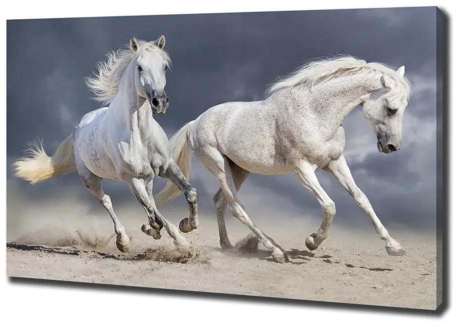 Wallmuralia Foto obraz tištěný na plátně Bílí koně pláž 100x70 cm