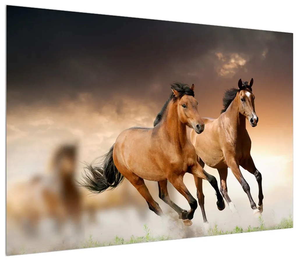 Obraz koní (100x70 cm)