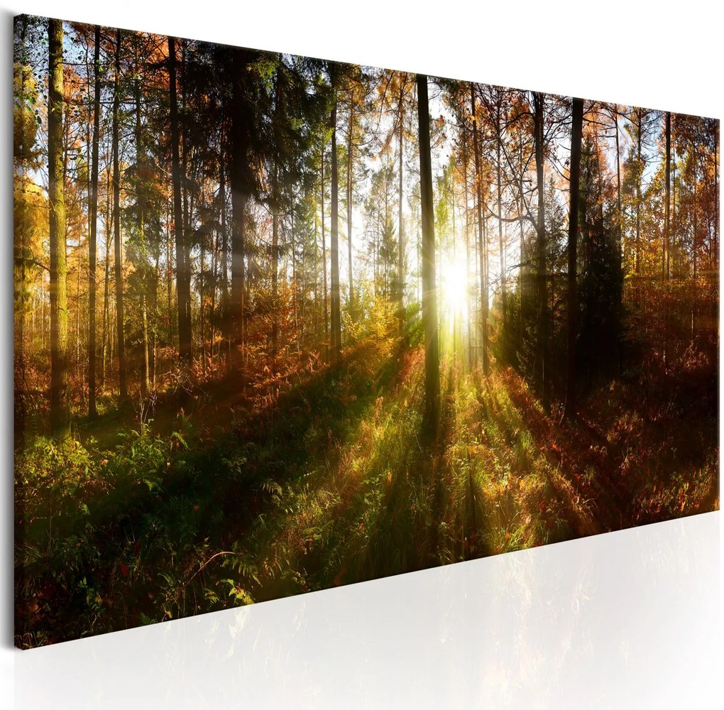 Obraz - Beautiful Forest 135x45