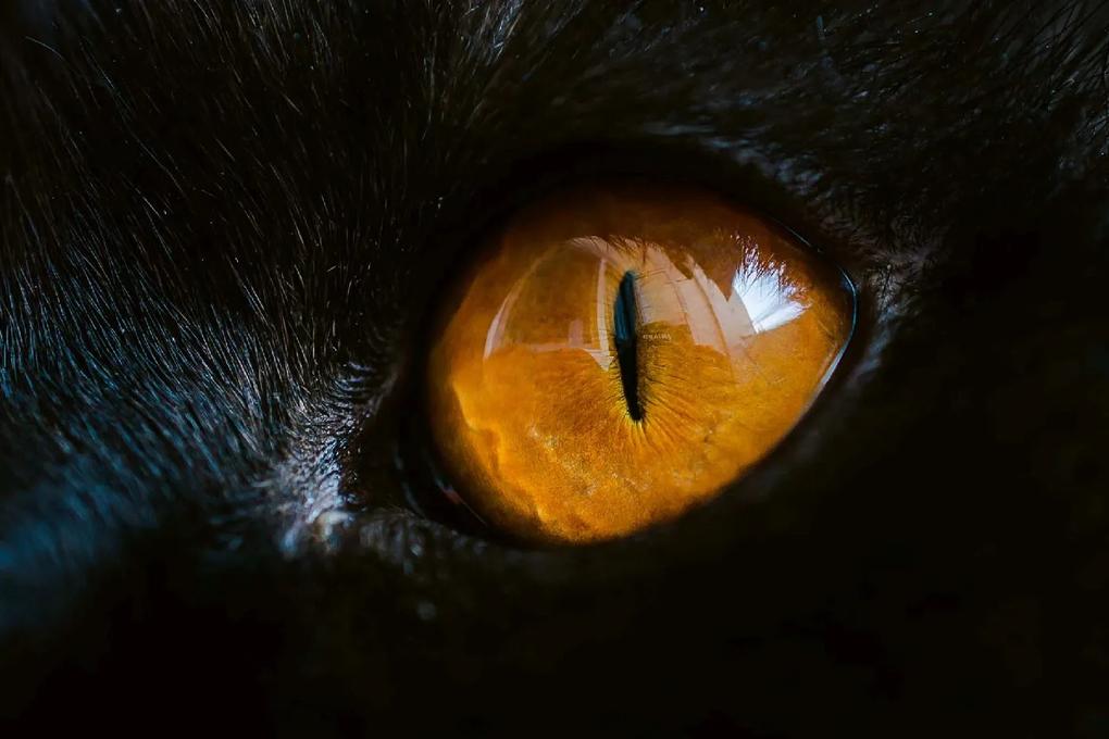 DIMEX | Samolepicí vliesová fototapeta na zeď Oko pantera MA-5-0546 | 375 x 250 cm | černá, oranžová