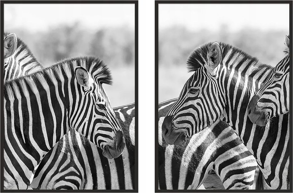 Obraz Plakáty V Rámu 33x43cm Diptych Sada 2 obrazů Zebra Zebry P971