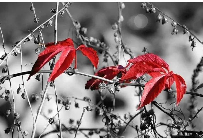 DIMEX | Samolepicí vliesová fototapeta na zeď Červené listí na černém pozadí MA-5-0110 | 375 x 250 cm | červená, černobílá