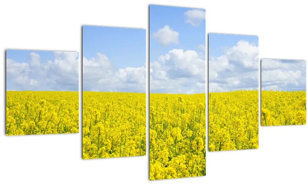 Obraz žlutého pole (125x70 cm)