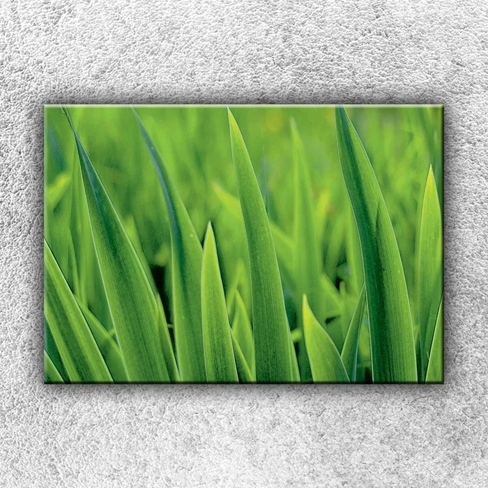 Xdecor Stébla trávy 1 (50 x 35 cm) - Jednodílný obraz