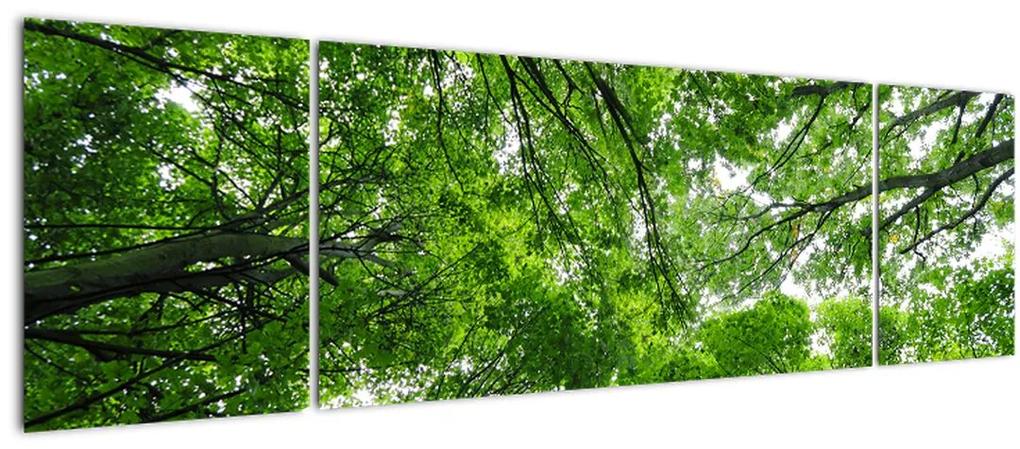Obraz - Pohled do korun stromů (170x50 cm)