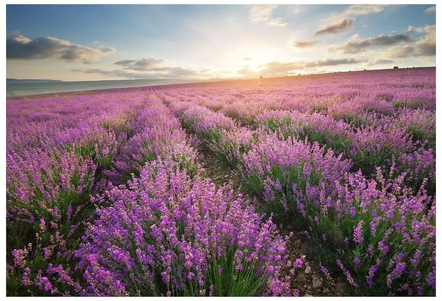 Fototapeta Lavender louka 104x70