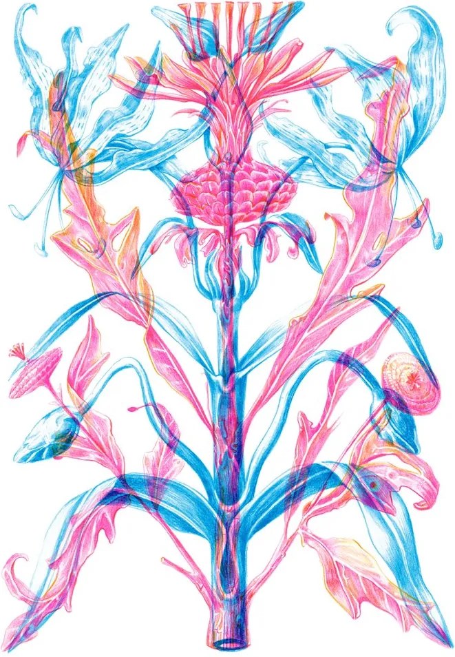 Filip Šenkeřík | Hybrid I – Liliantaurea Centaureum Rám: Bez rámu, Velikost: 100 x 70 cm