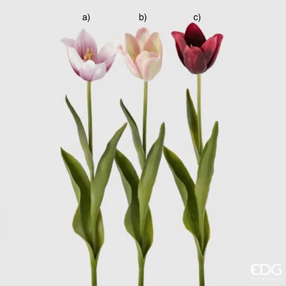 Tulipán mix EDG H47 barva / provedení: c)