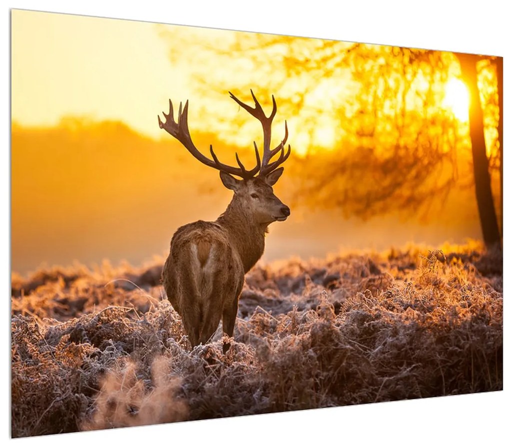 Obraz jelena (100x70 cm)