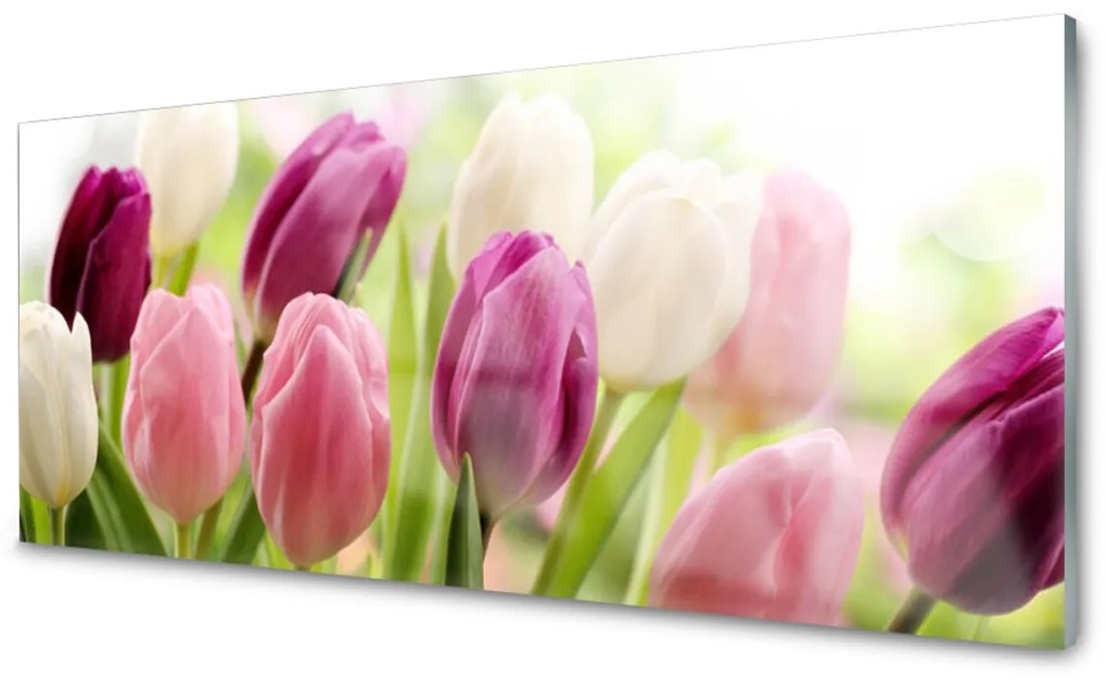 Plexisklo obraz Tulipány Květiny Příroda Louka