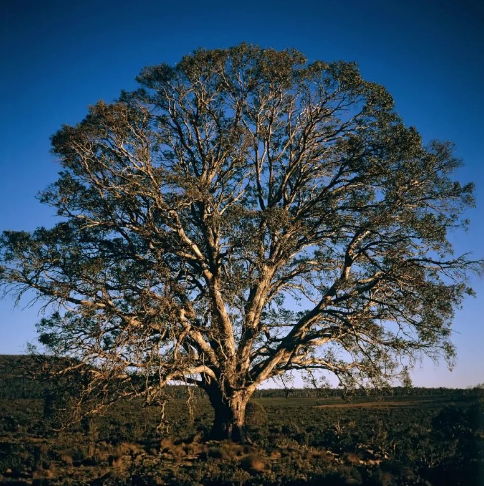 Eukalyptus gunnii 'Azura' 90 cm - Blahovičník