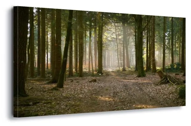 GLIX Obraz na plátně - Woodland Walk 60x40 cm