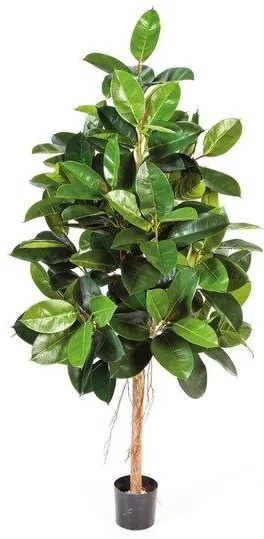FICUS ELASTICA - Gumovník Výška: 180 cm