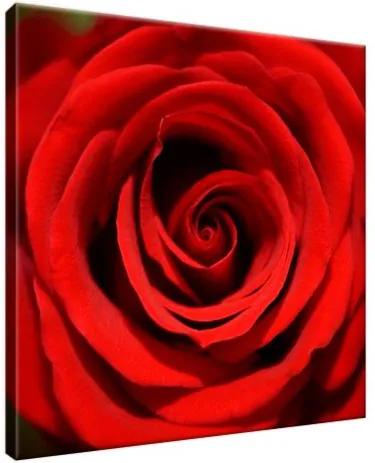 Obraz na plátně Tajemná červená růže 30x30cm 279A_1AI