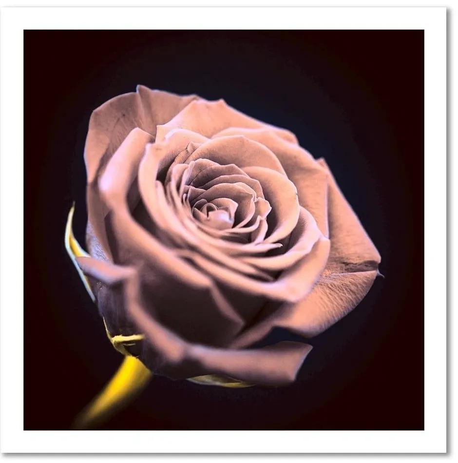 Obraz na plátně Růžová růže Květina Příroda - 60x60 cm