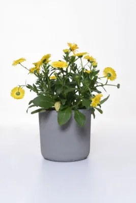Květináč CHICO 17, vláknocement, 16x17 cm, šedá