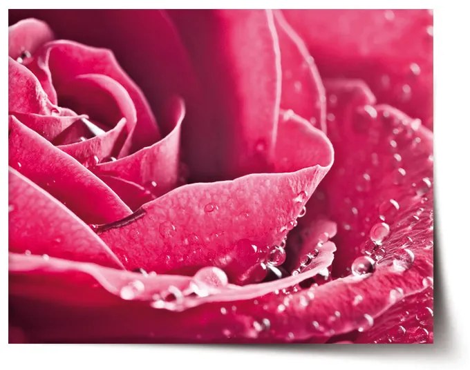 Plakát SABLO - Detail růže 120x80 cm