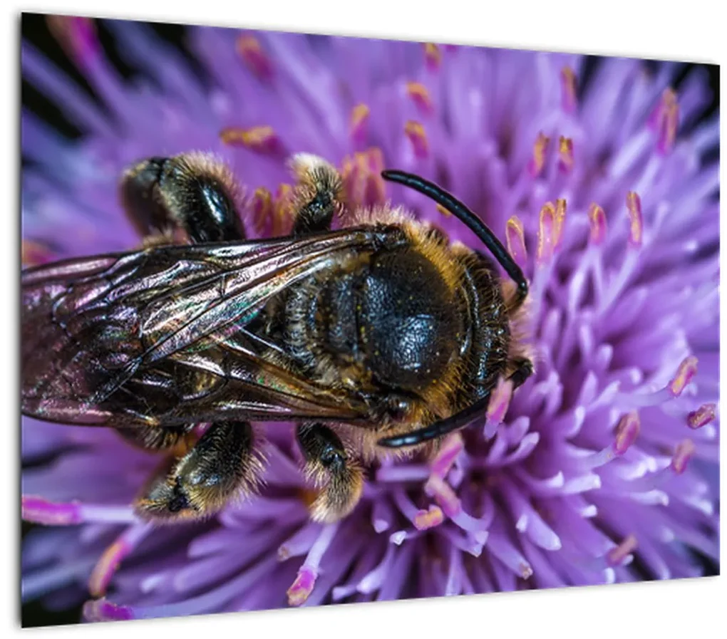 Obraz včely na květině (70x50 cm) | BIANO