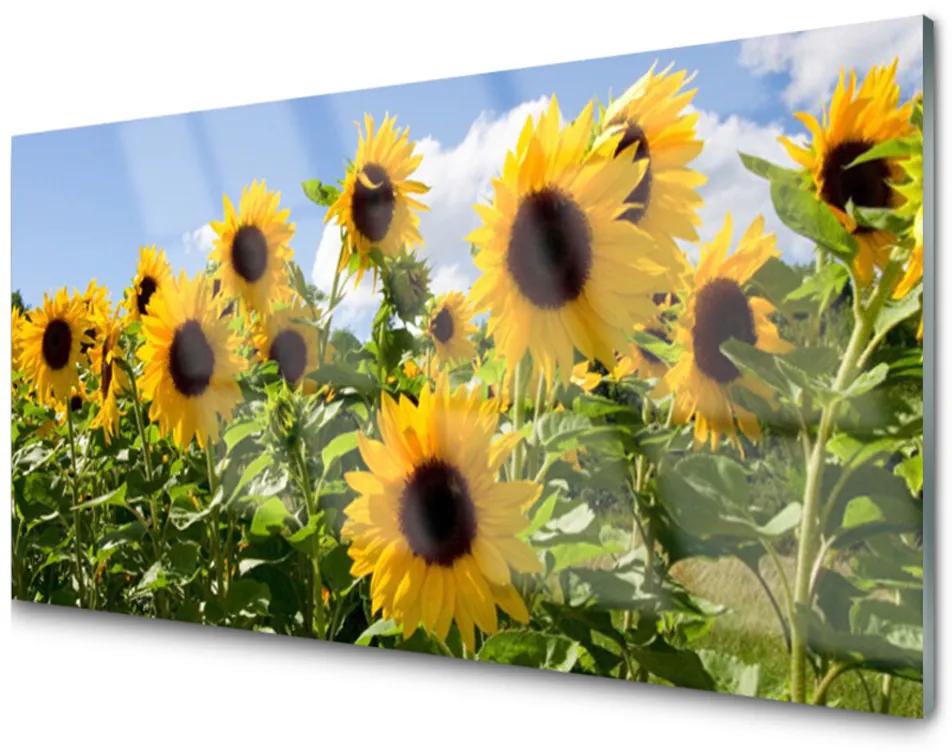 Skleněný obraz Slunečnice Květ Rostlina