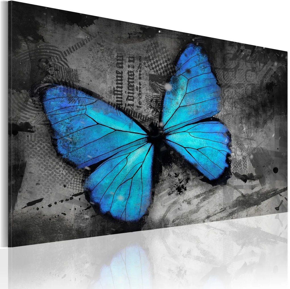 Obraz - The study of butterfly - 60x40
