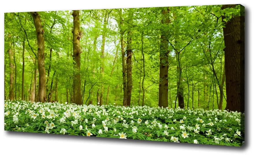 Wallmuralia Foto obraz na plátně Květiny v lese 100x50