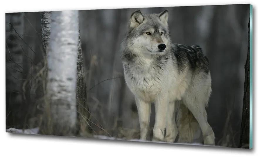 Wallmuralia Foto obraz fotografie na skle Šedý vlk 100x50