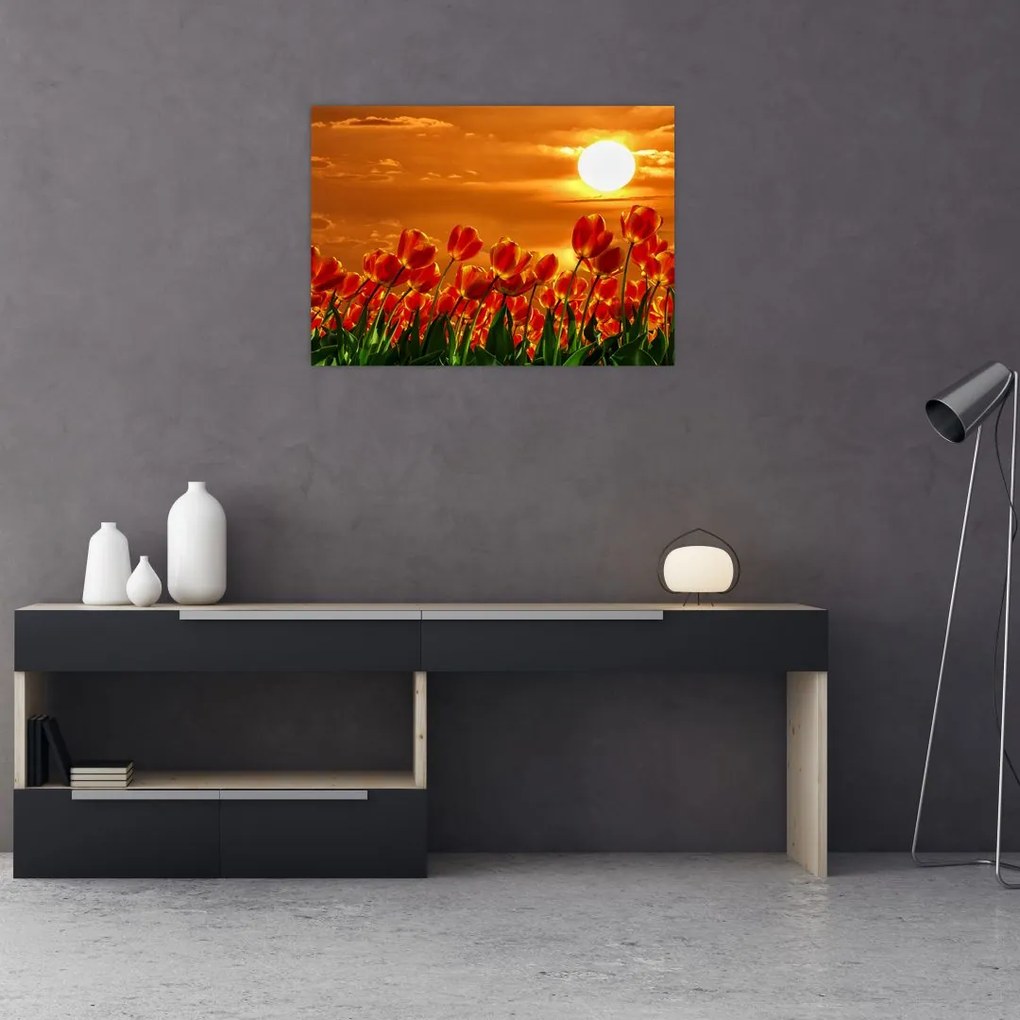 Obraz rozkvetlého lánu s tulipány (70x50 cm)