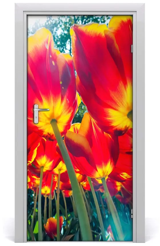 Fototapeta na dveře Tulipány 85x205 cm