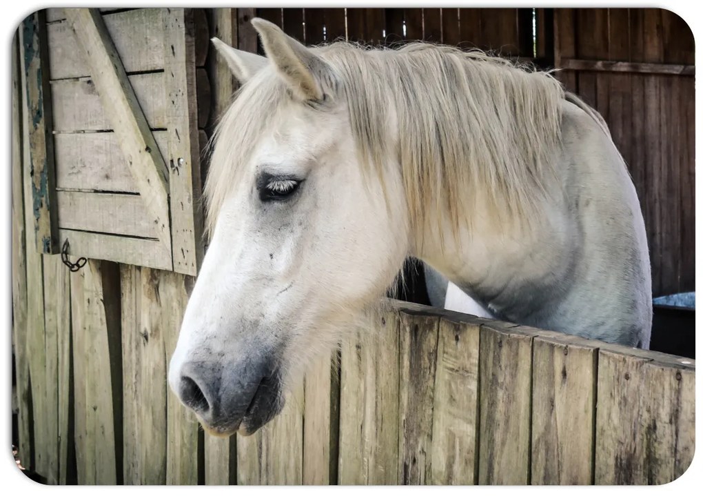 PokojovaDekorace.cz, Prostírání - 208, Kůň, 43x30cm