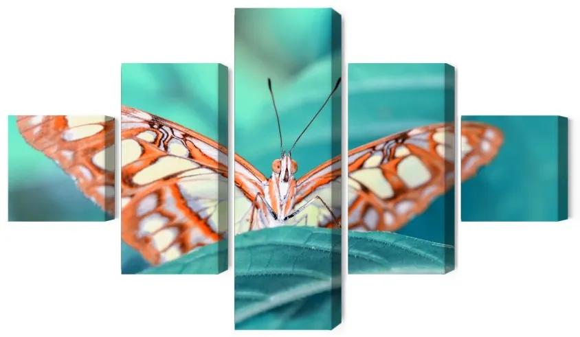 Vícedílný obraz Motýl Na Listu V Makro Měřítku Nedostatek Nedostatek Plátno Canvas 200x120