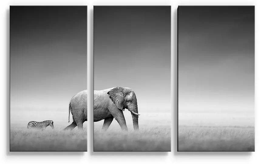 Sablio Obraz - 3-dílný Slon a zebra - 120x80 cm