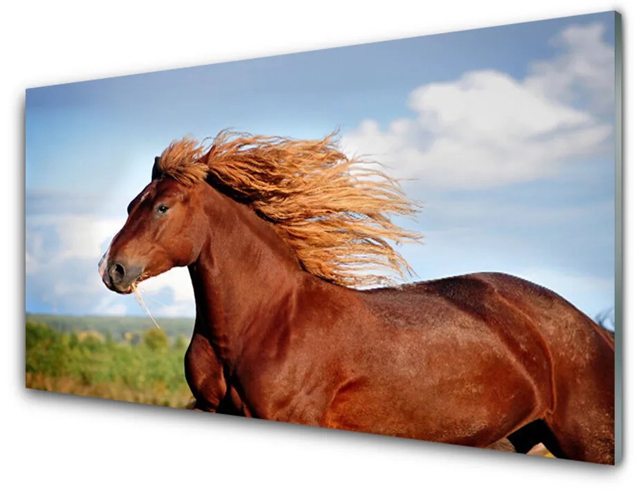akrylový obraz Kůň Zvířata 100x50 cm