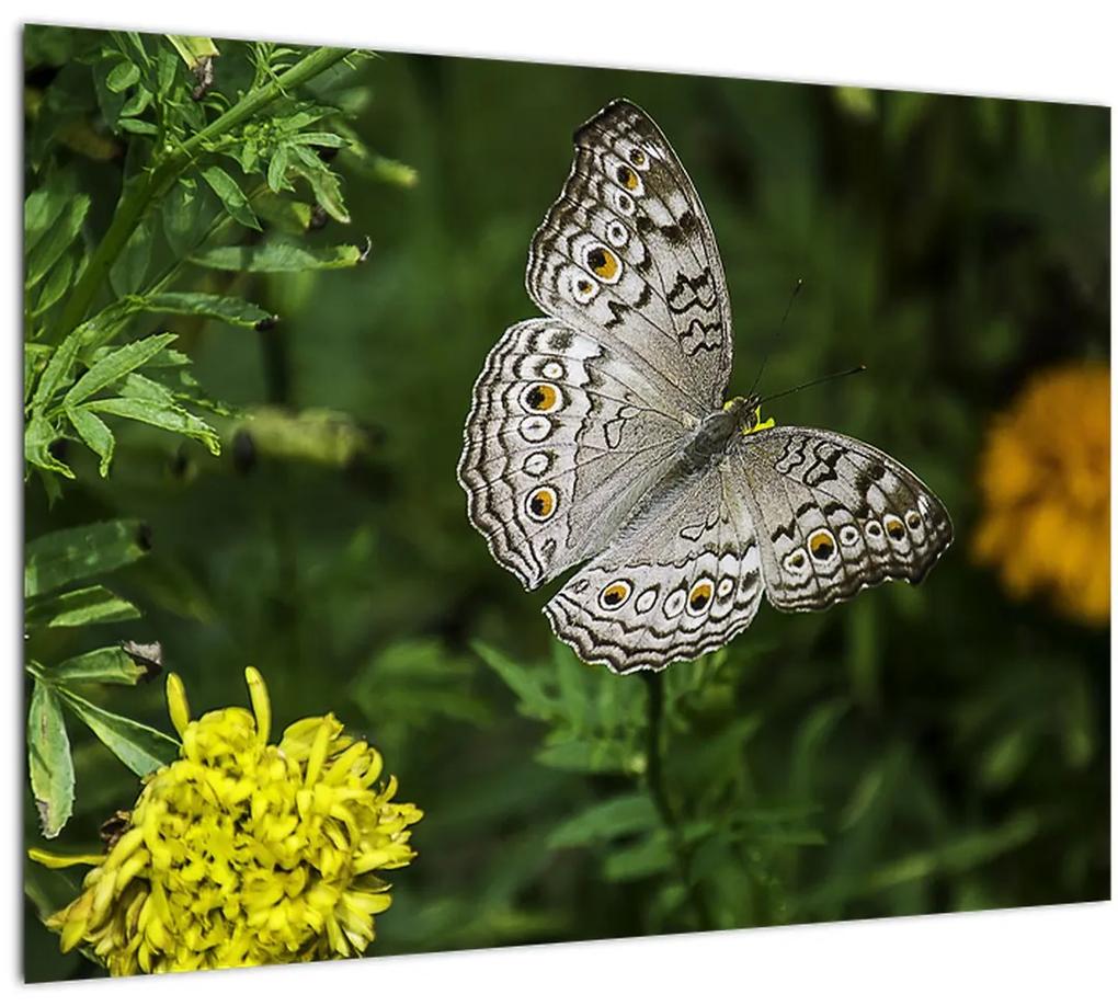 Skleněný obraz - bílý motýl (70x50 cm)